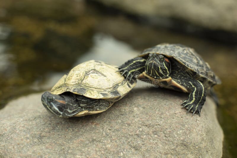Two Turtles on a Stone. Turtles in the Pond Stock Image - Image of ...