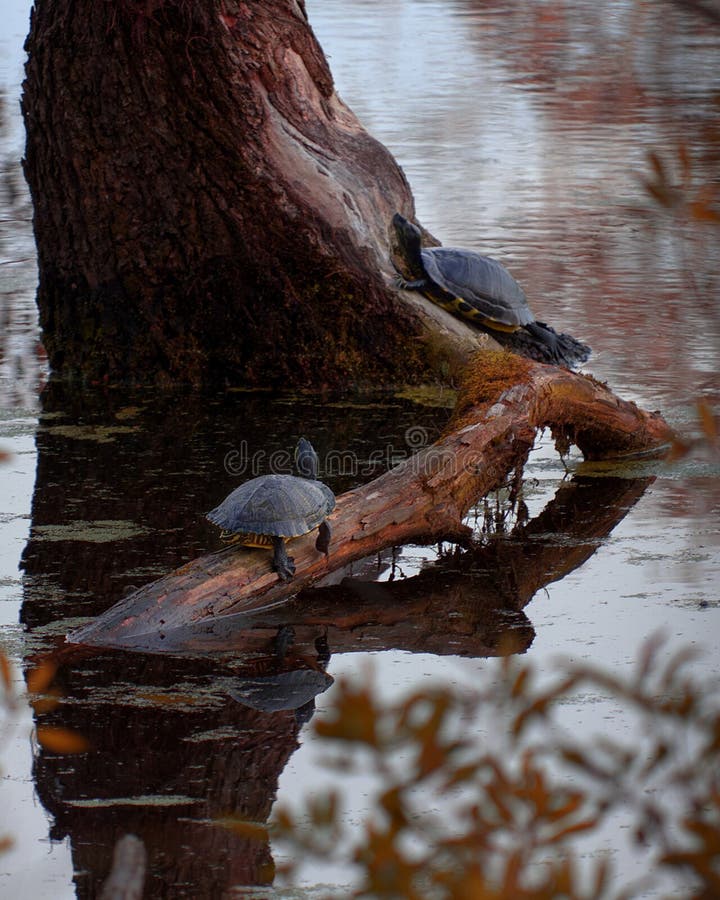 Two Turtles Near a Cypress Tree at the Swamp Stock Photo - Image of ...