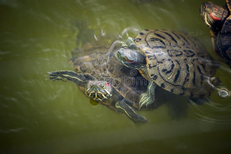 Two Turtles stock image. Image of background, young, wildlife - 56483141