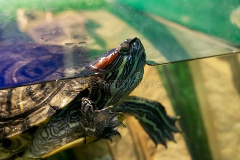 Two Turtles in a Terrarium Close Up Stock Image - Image of slider ...