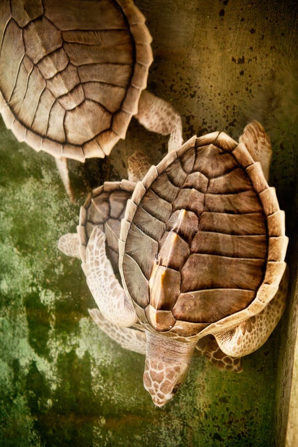 Two Turtles. Texture of Turtle Carapace. Stock Photo - Image of ancient ...