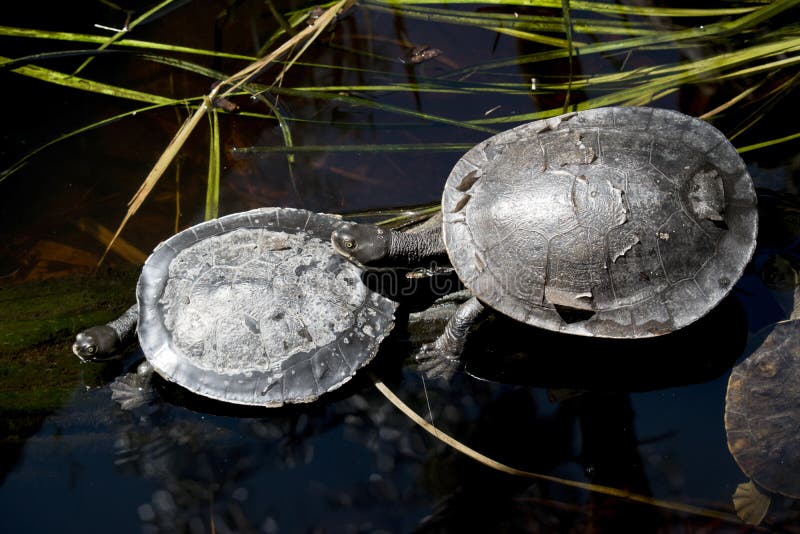 Two Turtles Together on a Stump in the Water Stock Photo - Image of ...