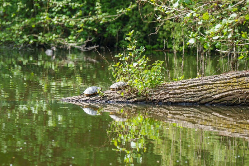 Two Turtles on a Tree Trunk Stock Photo - Image of forest, reflection ...