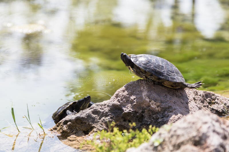 Two turtles stock photo. Image of landscape, rock, antalya - 107166598