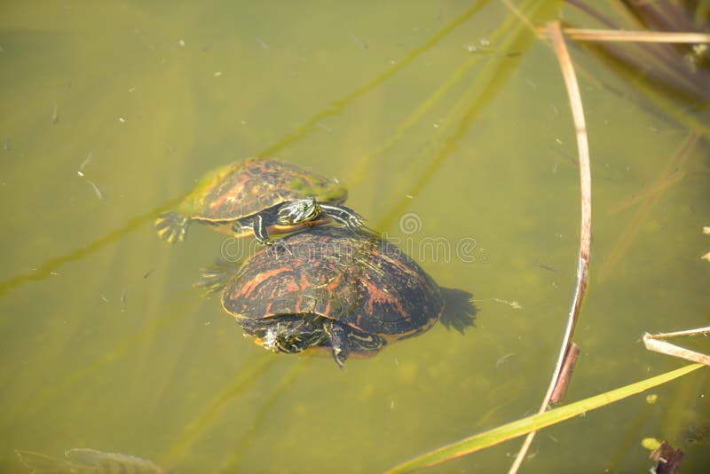 Two Turtles in the Wild Swimming in a Swamp Stock Photo - Image of lake ...