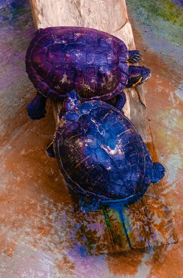 Two Turtles on a Wooden One Stock Photo - Image of amphibian, animal ...