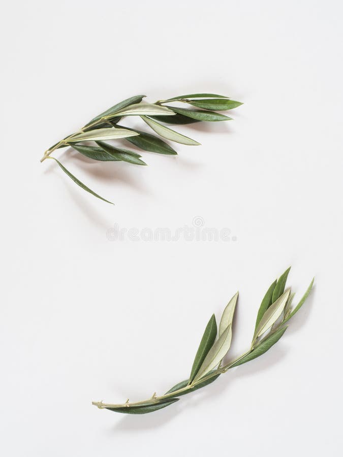 Two Twig of Olive Tree on White with Copy Space Stock Image - Image of ...