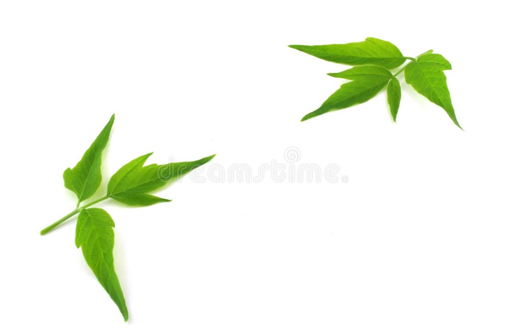 Two Twigs with Green Leaves Stock Photo - Image of botany, minutiae ...