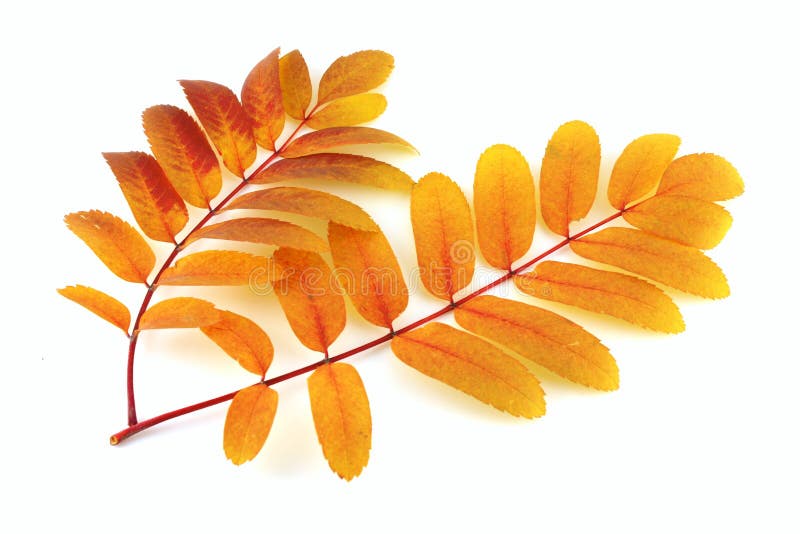 Two twigs of rowan-tree stock image. Image of season - 21530627