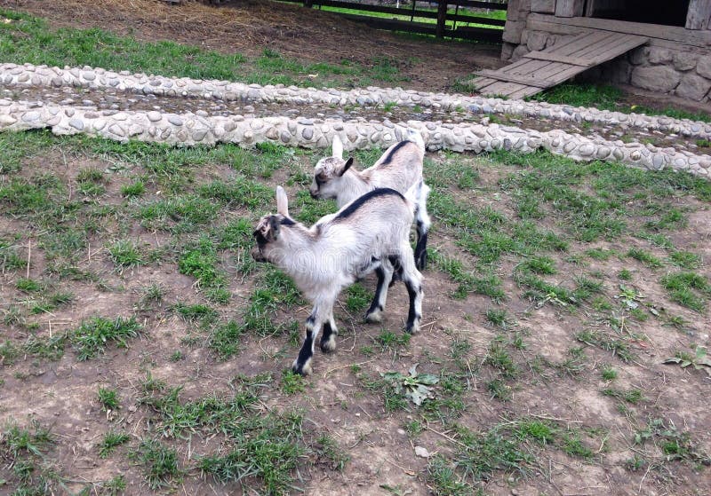 Twin goats stock photo. Image of cute, expressiveness - 27202320
