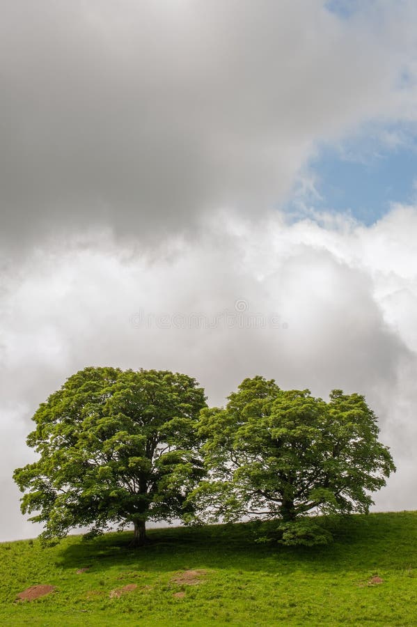 Two Twin Trees on Top of a Hill Stock Image - Image of season, round ...
