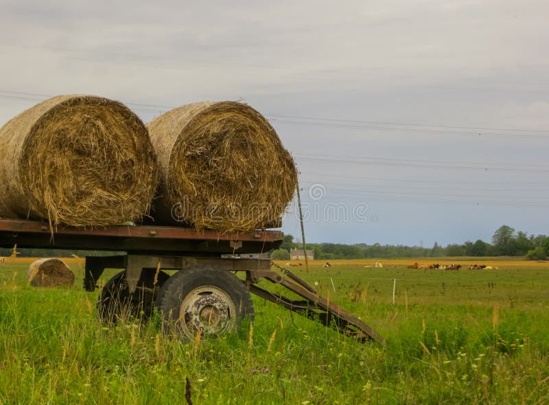 Two Twisted Hay Rolls on a Cart in the Field Stock Photo - Image of ...