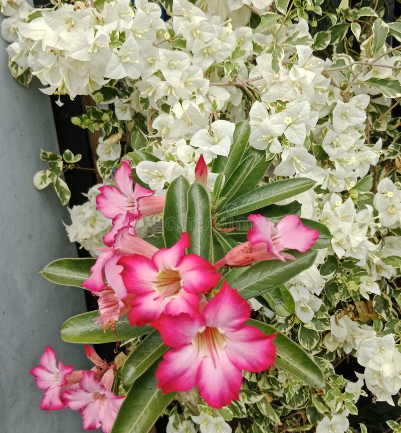 Two Types of Flowers Make a Beautiful Home Stock Image - Image of home ...