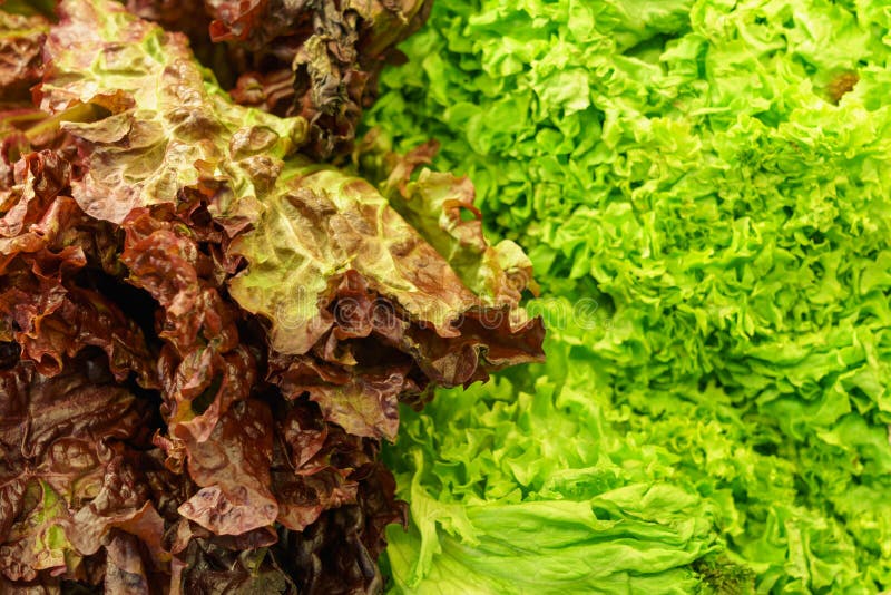 Two Types of Lettuce Leaves. Background with Copy Space for Text Stock ...