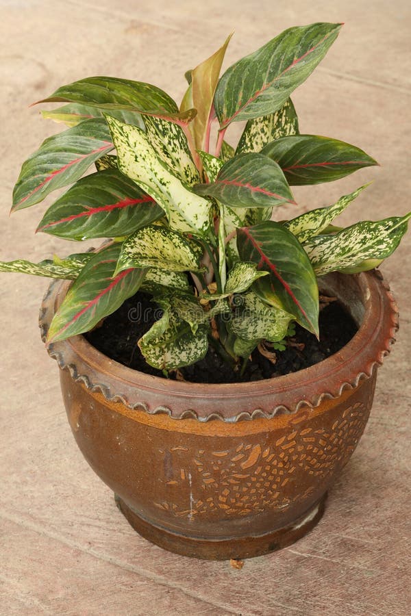 Two Types of Ornamental Plants Stock Image - Image of flower, planted ...