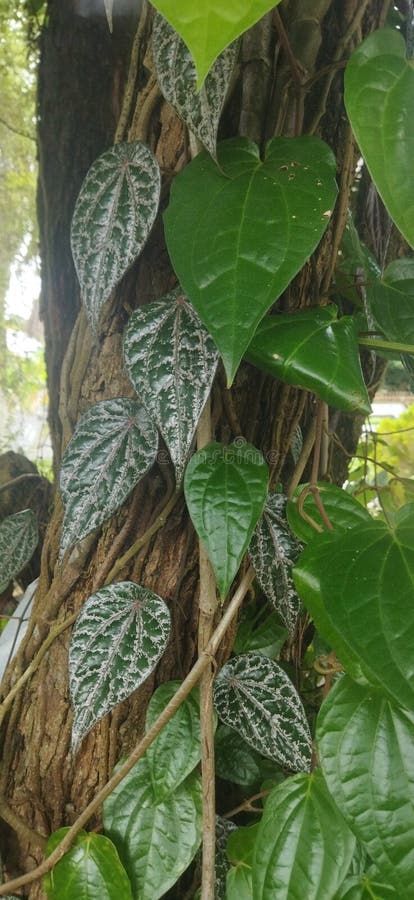These Two Types of Plants Called Betel in Indonesia Propagate on the ...