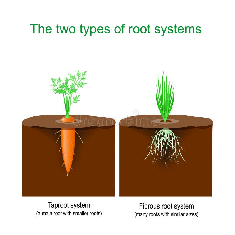 Tap Root Diagram Stock Illustrations – 7 Tap Root Diagram Stock ... Tap Root Diagram Stock Illustrations – 7 Tap Root Diagram Stock ...
