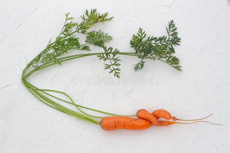 Carrots Hug Stock Photos - Free & Royalty-Free Stock Photos from Dreamstime