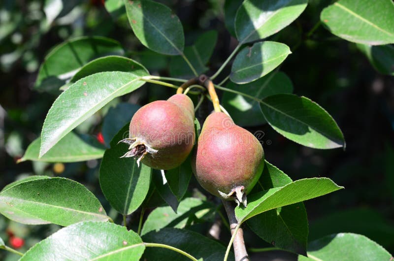 Pear tree with fruits. stock photo. Image of food, appetizing - 84778796