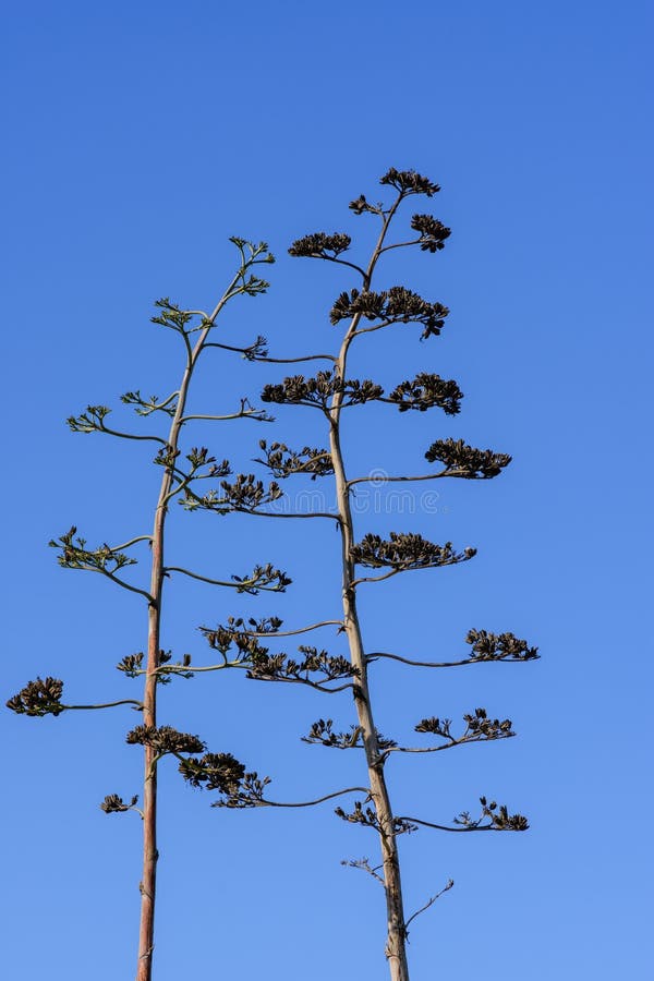Two unique trees stock photo. Image of spring, environment - 89224118