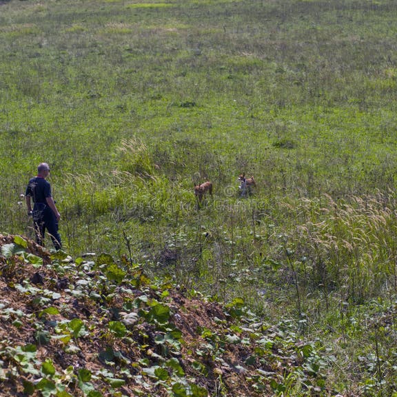 Two unleashed dogs stock image. Image of master, animals - 227416239