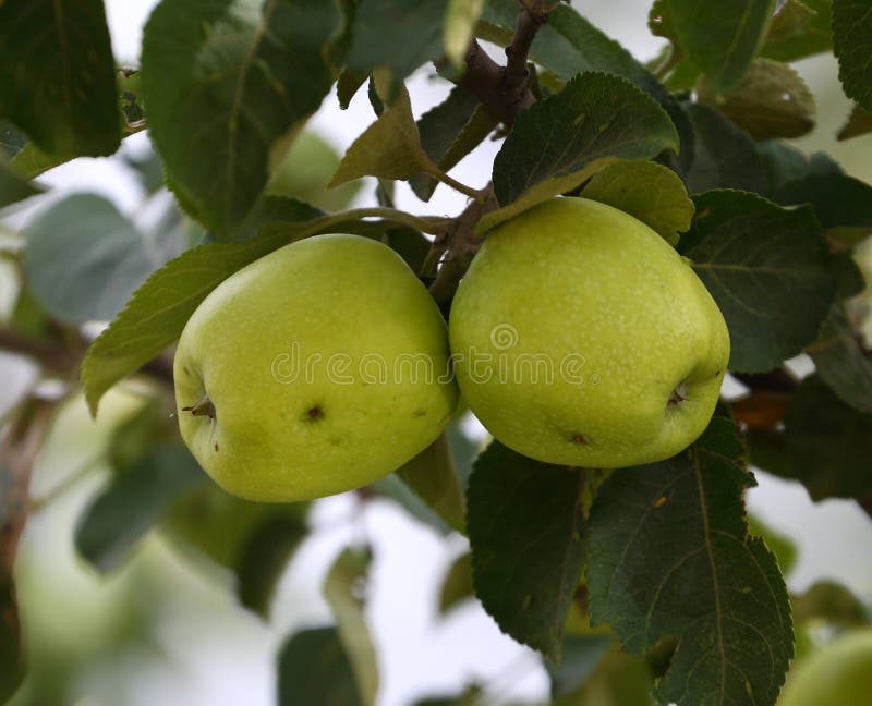 Two Unripe Green Apples are Hanging on a Branch Stock Image - Image of ...