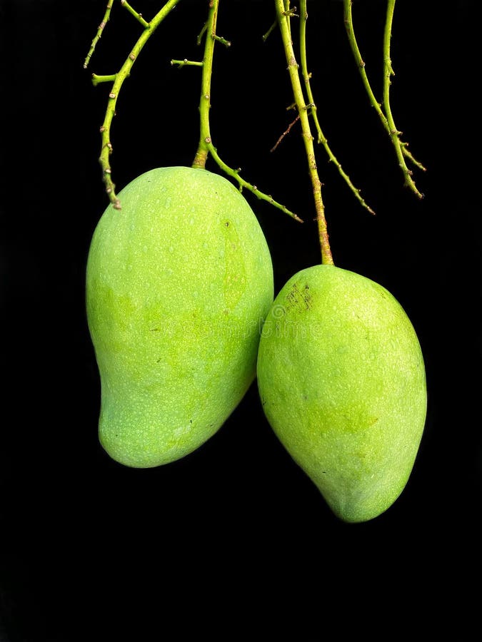 Unripe Mangoes on a Mango Tree [Mangifera Indica] Stock Image - Image ...