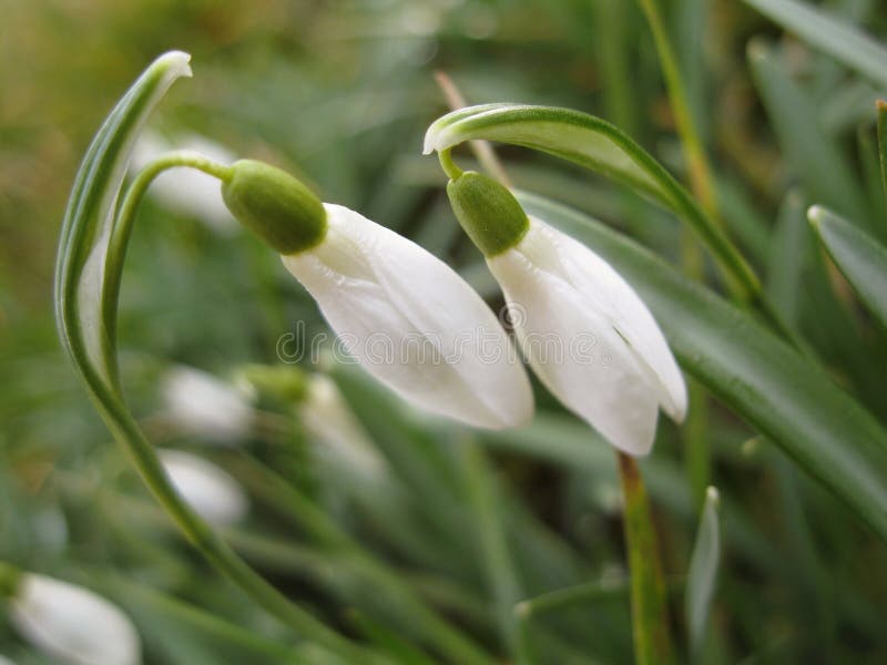Two Ununtangled White Snowdrops in the Spring Grass Stock Image - Image ...