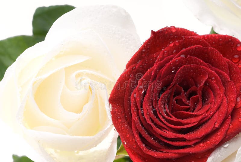 Two valentines roses stock image. Image of dewdrops, flowers - 8164885