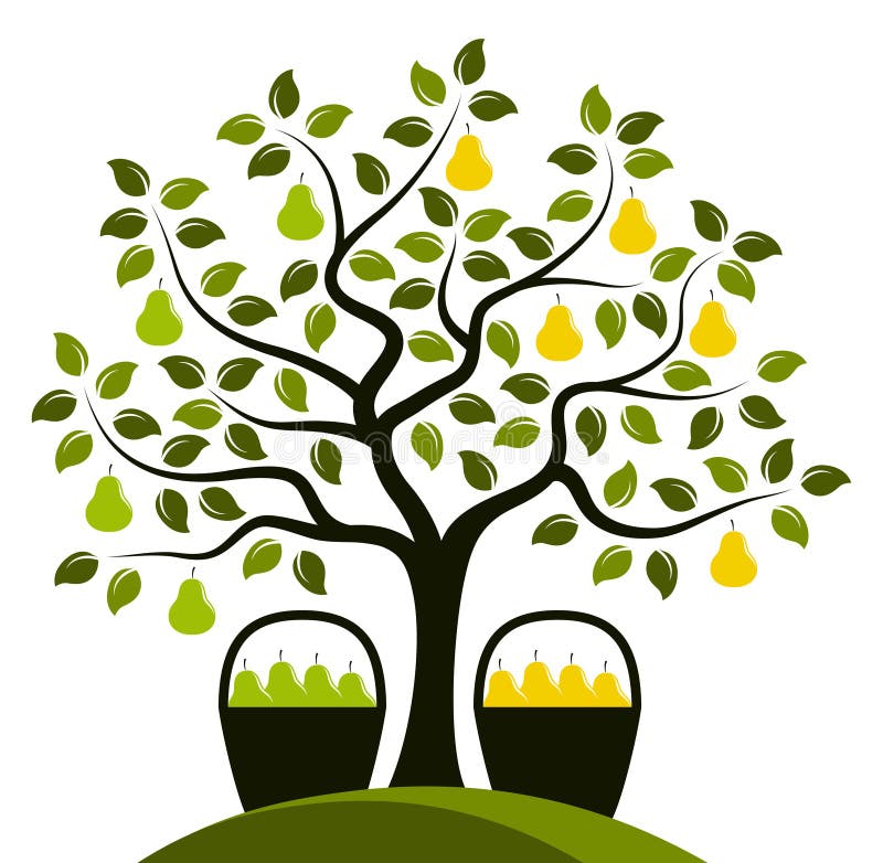 Two Varieties of Pear on One Tree Stock Vector - Illustration of fall ...