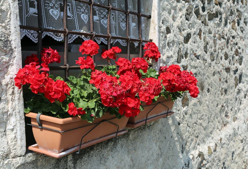 Vases of Geraniums on the Balcony of a Stone House Stock Photo - Image ...
