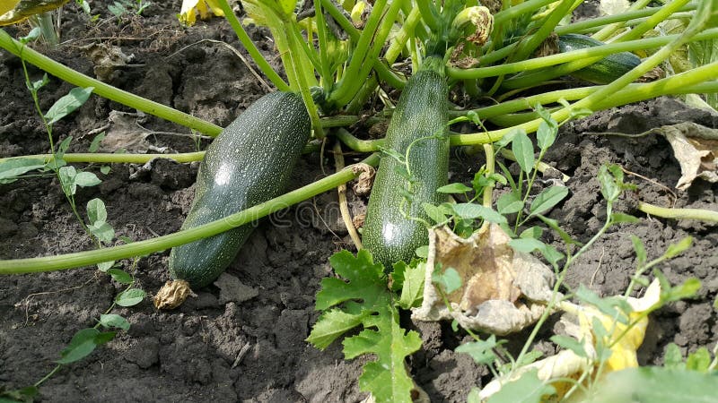 Vegetable Marrows stock image. Image of lowcalorie, sell - 34859435