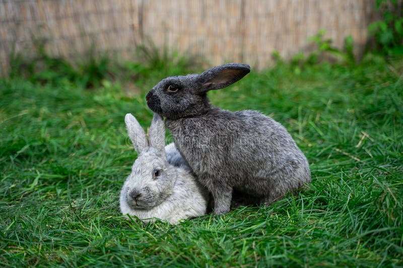 Two Veil Silver Rabbits- Medium Sized Rabbits Sit on Green Grass on ...