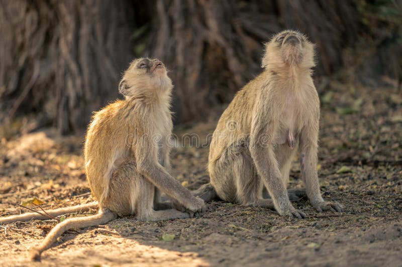 Two Vervet Monkeys Sit Looking Up Tree Stock Photo - Image of couple ...
