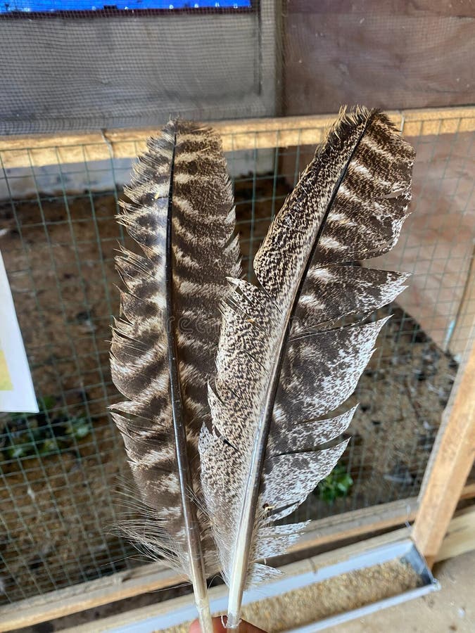 Two Very Beautiful Bird Feathers Stock Image - Image of plant, wood ...