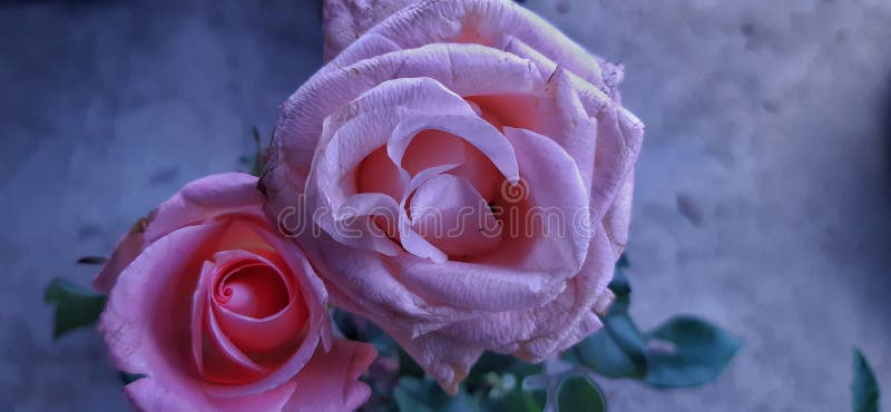 Two Very Beautiful Pink Roses Stock Photo - Image of pink, beautiful ...
