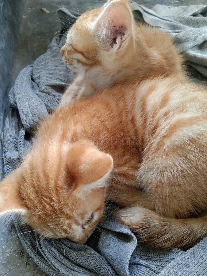 Two Very Cute and Cute Kittens Stock Image - Image of pretty, young ...