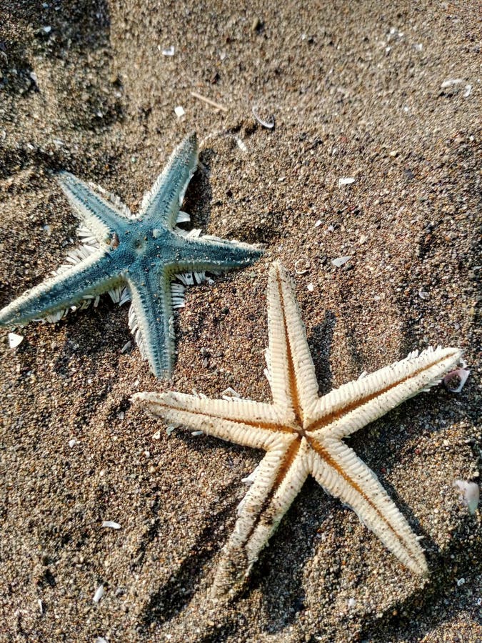 Very cute piggy stock image. Image of house, vatching - 55952393