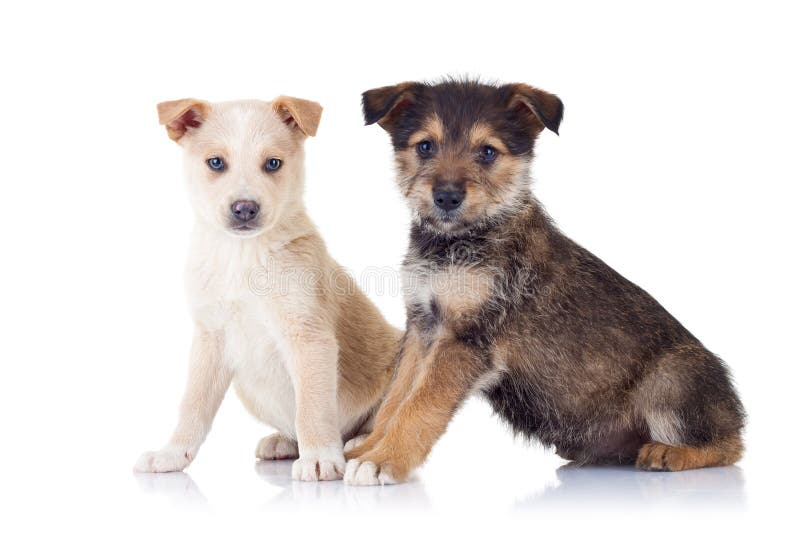 Cute stray puppy dog stock photo. Image of animal, face - 25090732