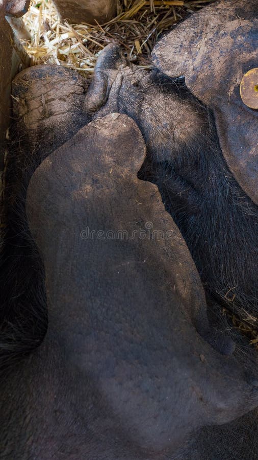 Two very large pigs on hay stock image. Image of piglet - 73505125