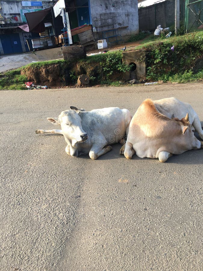 Two Very Nice Cows Sleeping on the Road Stock Image - Image of ...