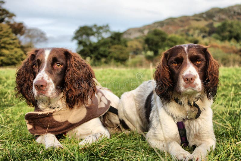 Two Very Pretty Liver And White Working Type English Springer Spaniel ...