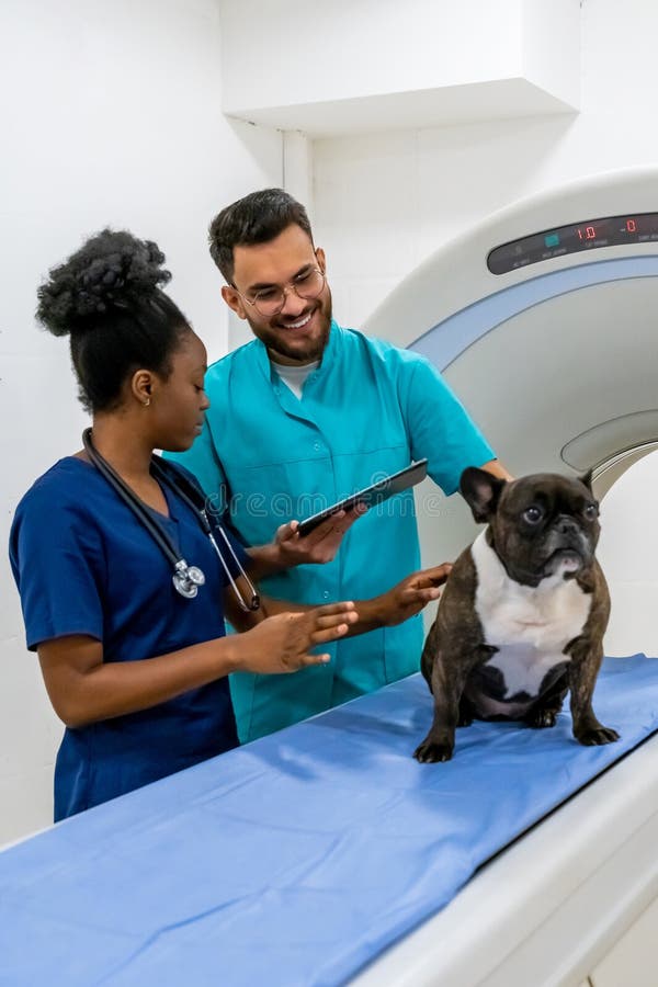 Two Veterinarians Discussing Treatment for the Sick Dog and Looking ...