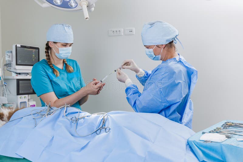 Two Veterinary Professionals Preparing Dog on the Operating Table for ...