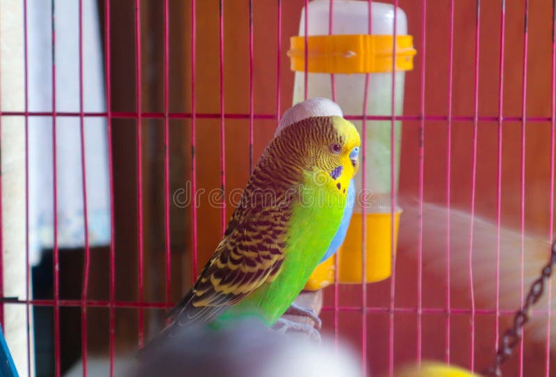 Two Vibrant Budgies are Perched Inside a Birdcage. Stock Photo - Image ...