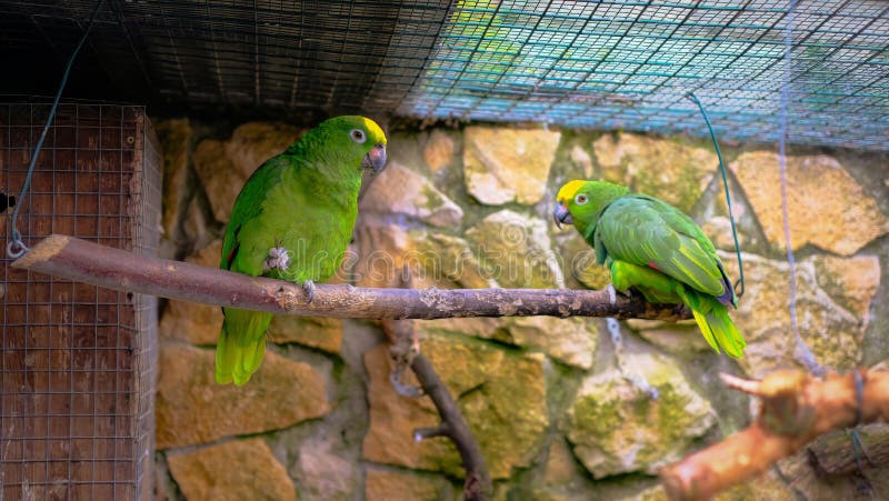 141 Stone Birds Wire Stock Photos - Free & Royalty-Free Stock Photos ...