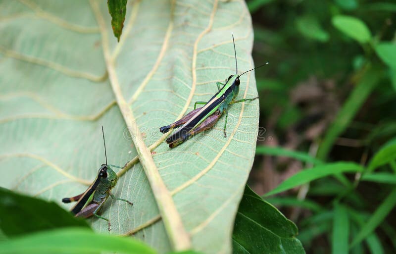 Close-up of Grasshopper`s Couple Making Love on Bright Green Leaf in ...