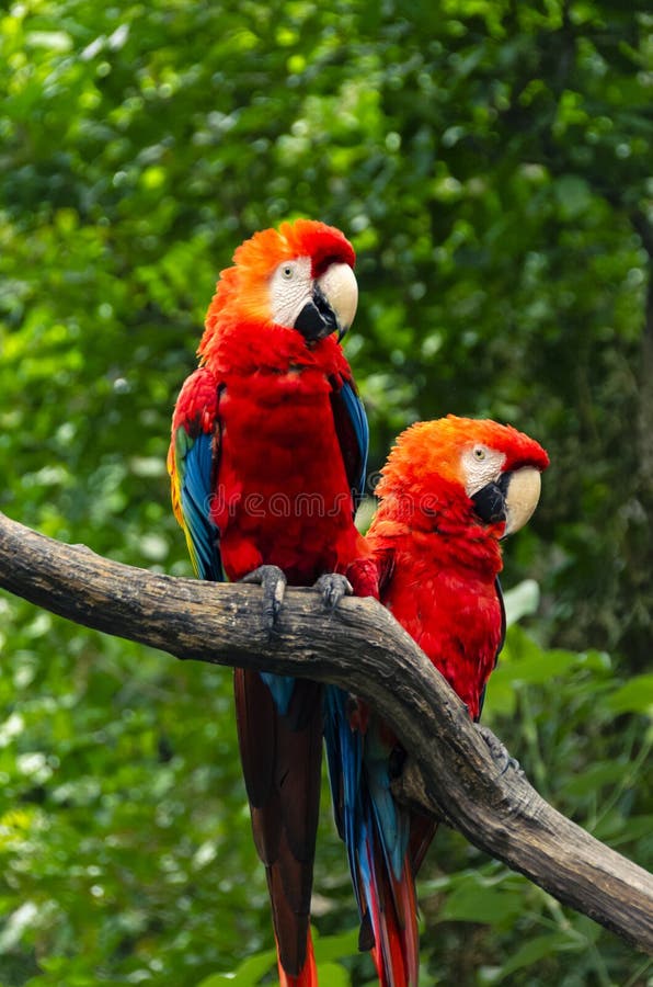 Two Parrots or Tropical Birds Perched on Tree Branches Stock Photo ...