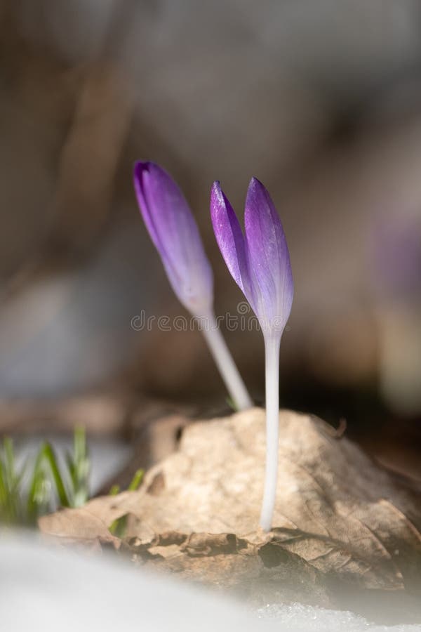 A Crocus Grows Out of the Snow through a Dry Leaf Stock Image - Image ...