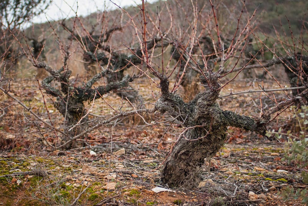 Two vines on foreground stock image. Image of plant - 142679161
